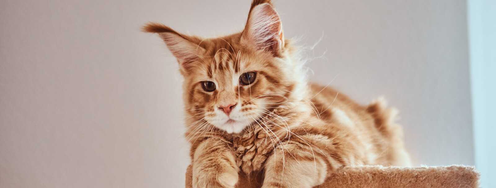 O que o amor pelo seu pet pode te ensinar? - Vya Estelar
